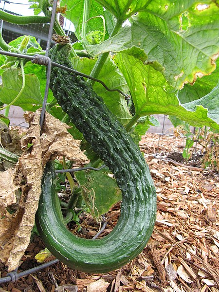 ORIENTAL CUCUMBER 'Suyo Long' seeds – Boondie Seeds