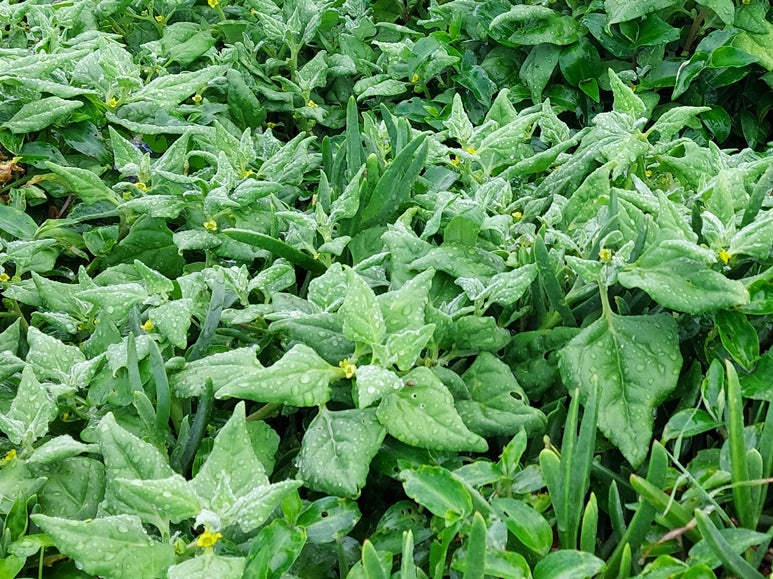 WARRIGAL GREENS / New Zealand Spinach NATIVE seeds – Boondie Seeds