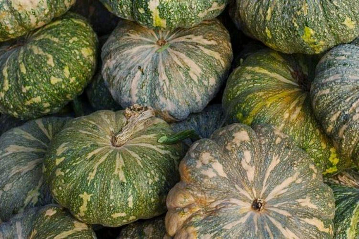 PUMPKIN 'JAP' or 'Kent' seeds – Boondie Seeds