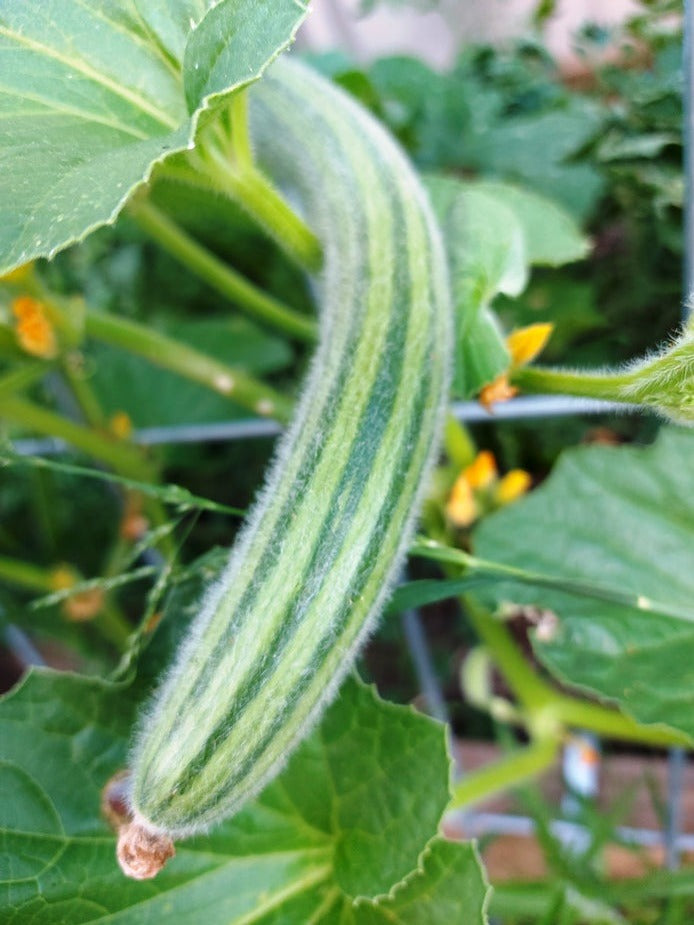 CUCUMBER 'Armenian Striped' seeds – Boondie Seeds