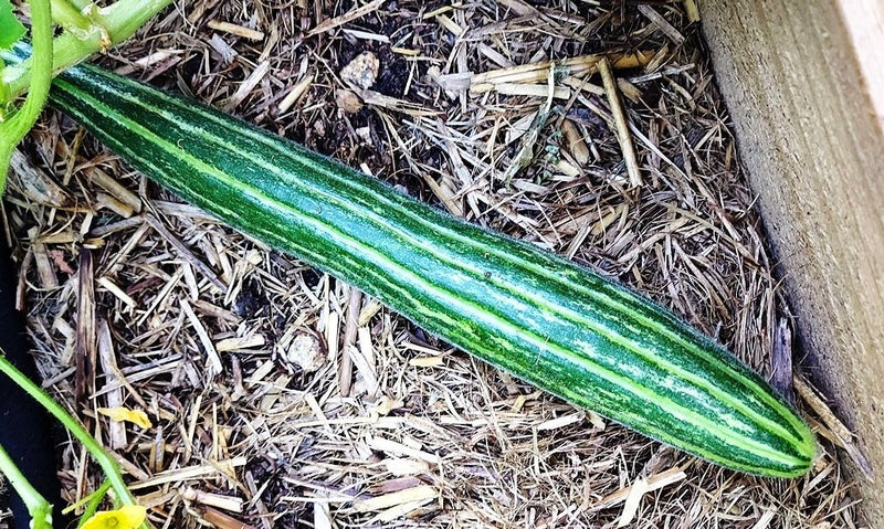 CUCUMBER 'Armenian Striped' seeds – Boondie Seeds