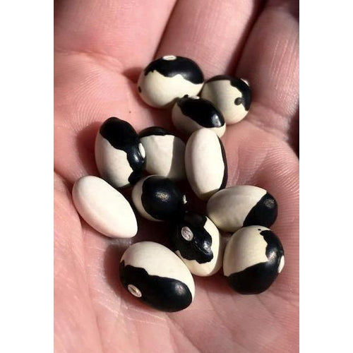 BEAN DWARF 'Ying and Yang' seeds – Boondie Seeds