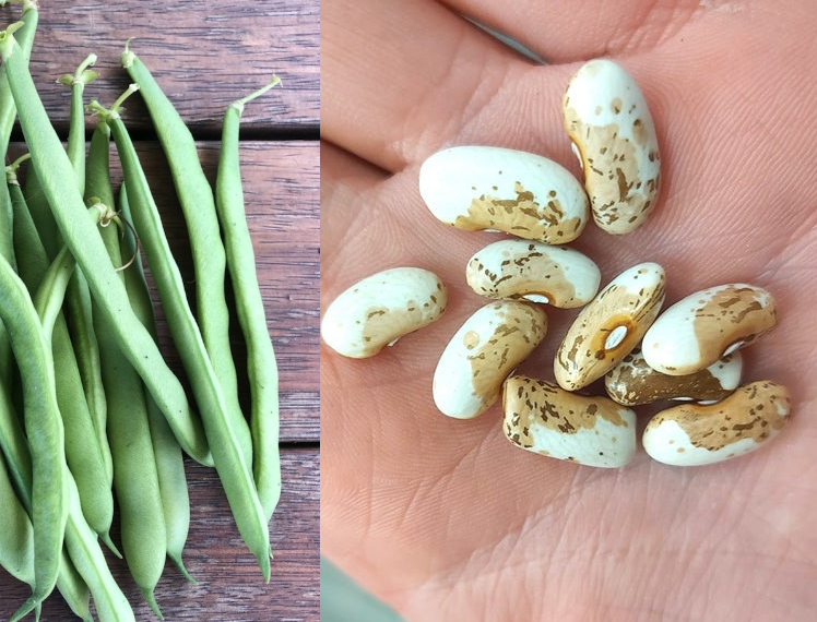 BEAN 'Willmar Pinto' seeds – Boondie Seeds