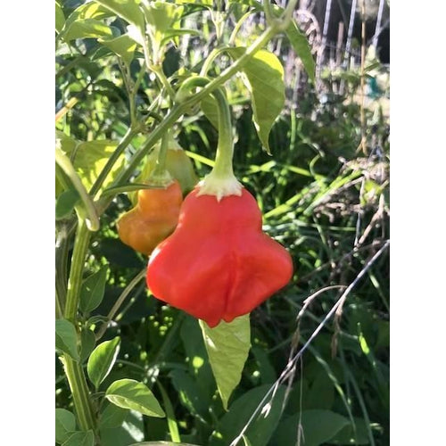 CHILLI 'Bishops Crown' seeds – Boondie Seeds