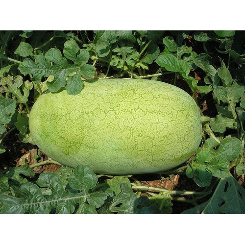WATERMELON 'Candy Red' / 'Charleston Grey' seeds – Boondie Seeds