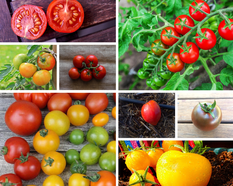 HEIRLOOM TOMATO PACK - 25 Packets / varieties of seeds – Boondie Seeds