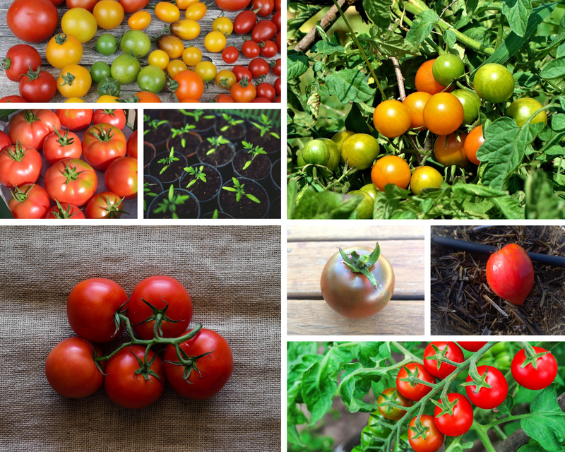 HERILOOM TOMATO COLOUR COLLECTION - 12 packets of seeds – Boondie Seeds
