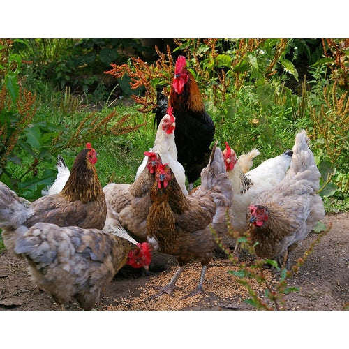 CHOOK FORAGE MIX / Chicken Seed Mix seeds – Boondie Seeds