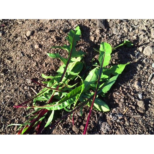CHICORY 'Italiko Rosso' / Red Dandelion seeds – Boondie Seeds