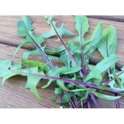 CHICORY 'Italiko Rosso' / Red Dandelion seeds – Boondie Seeds