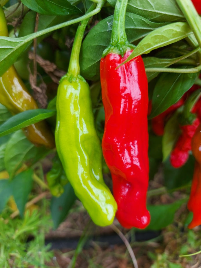 CHILLI 'Shishito' seeds – Boondie Seeds