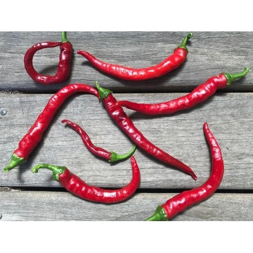 CHILLI 'Cayenne Red Slim' seeds – Boondie Seeds