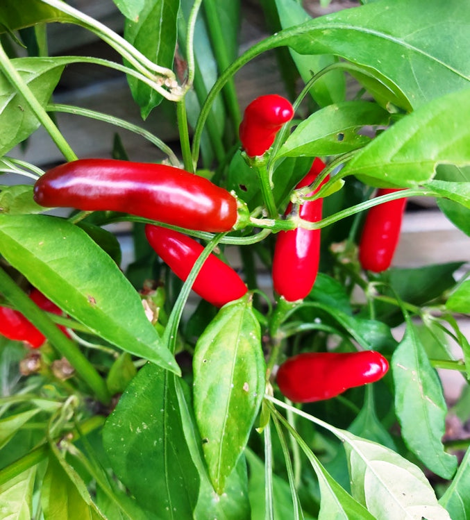 Chilli – Boondie Seeds