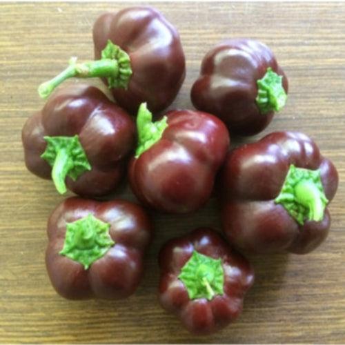 CAPSICUM 'Mini Chocolate' seeds – Boondie Seeds