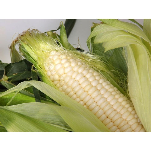 Corn – Boondie Seeds