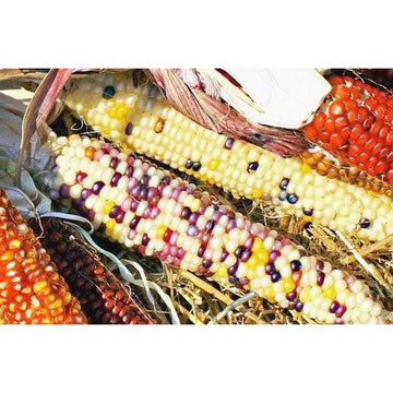 Corn – Boondie Seeds