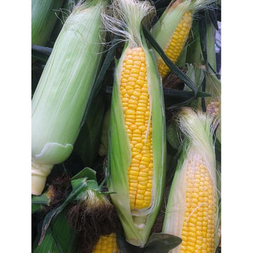 Corn – Boondie Seeds