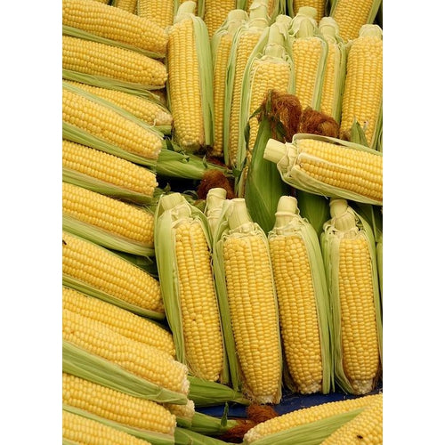 Corn – Boondie Seeds