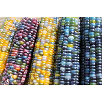 Corn – Boondie Seeds
