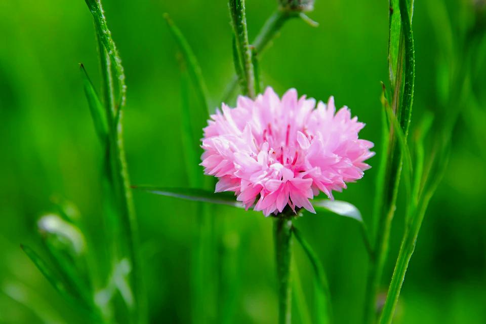 CORNFLOWER 'Pink Ball' Centaurea cyanus seeds – Boondie Seeds