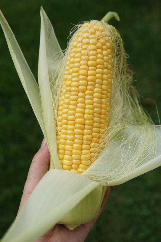 Corn – Boondie Seeds