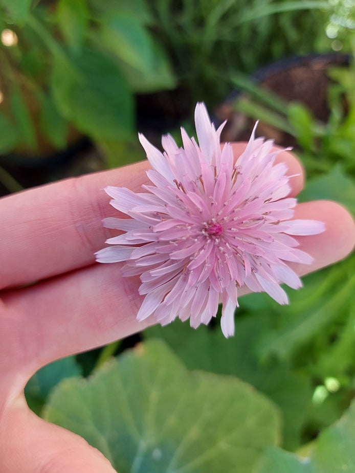 HAWKSBEARD / Crepis rubra / Pink Dandelion seeds – Boondie Seeds