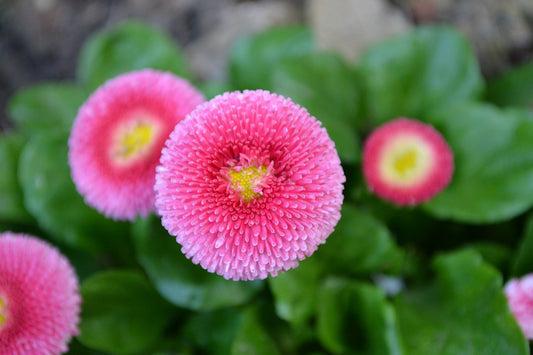 ENGLISH DAISY / Bellis perennis ' Monstrosa Mix' seeds – Boondie Seeds