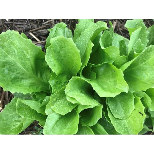 ENDIVE 'Batavian Broad Leaf' / Escarole seeds – Boondie Seeds