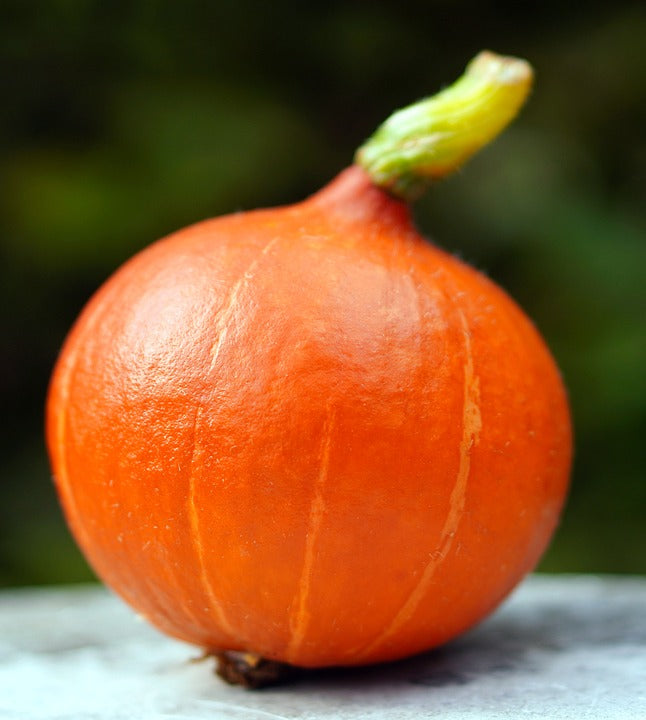 JAPANESE PUMPKIN Orange Hokkaido / Potimarron/ Red Kuri ORGANIC seeds ...