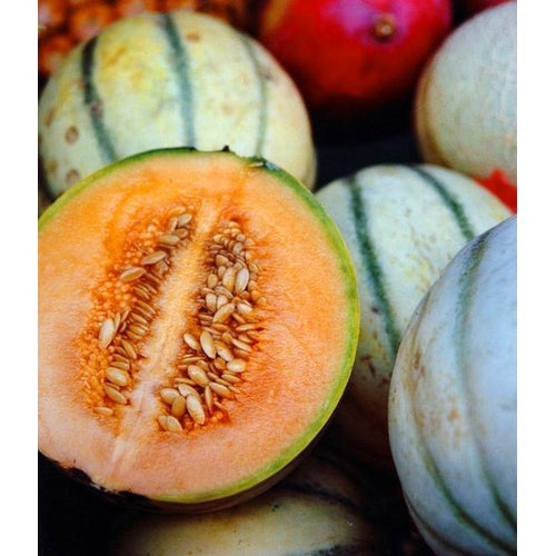 ROCKMELON 'Charentias' seeds – Boondie Seeds