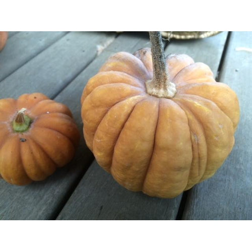 PUMPKIN 'Japanese Futsu' seeds – Boondie Seeds