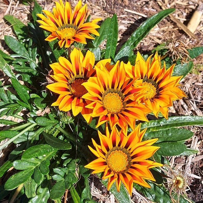 GAZANIA 'Sunshine Hybrids Mix' seeds – Boondie Seeds