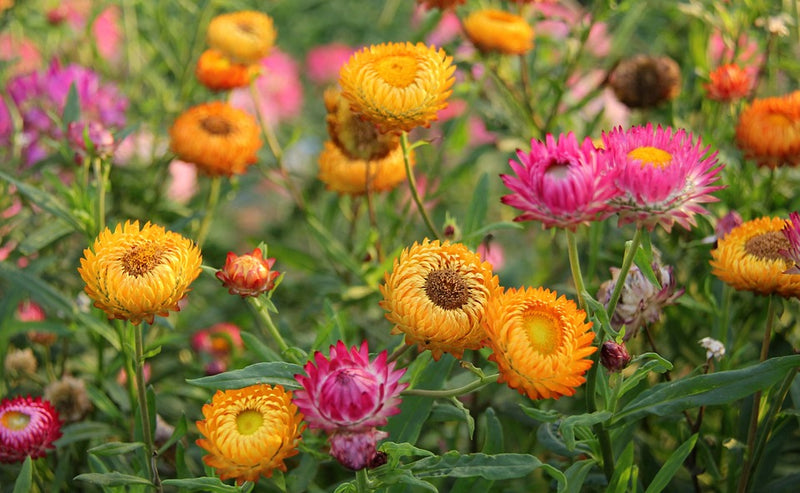 PAPER DAISY / STRAWFLOWER seeds everlasting *Native* – Boondie Seeds