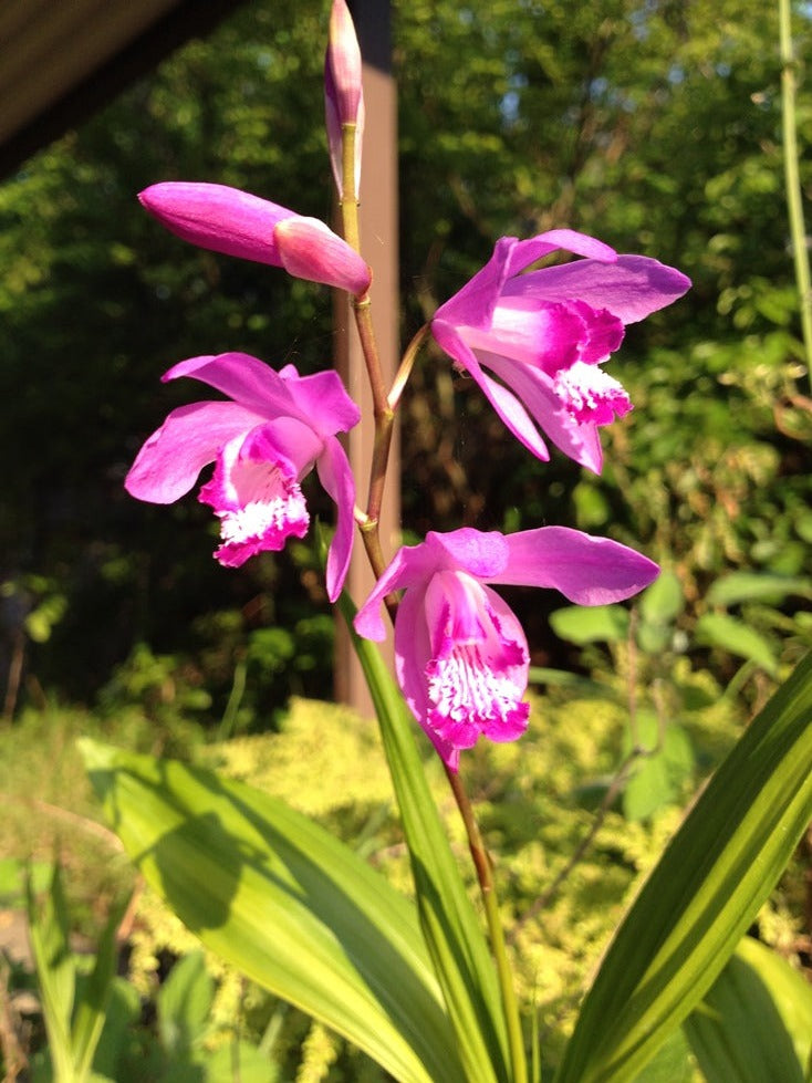 GROUND ORCHID Pink - Bletilla striata - *Corm / Plant* – Boondie Seeds