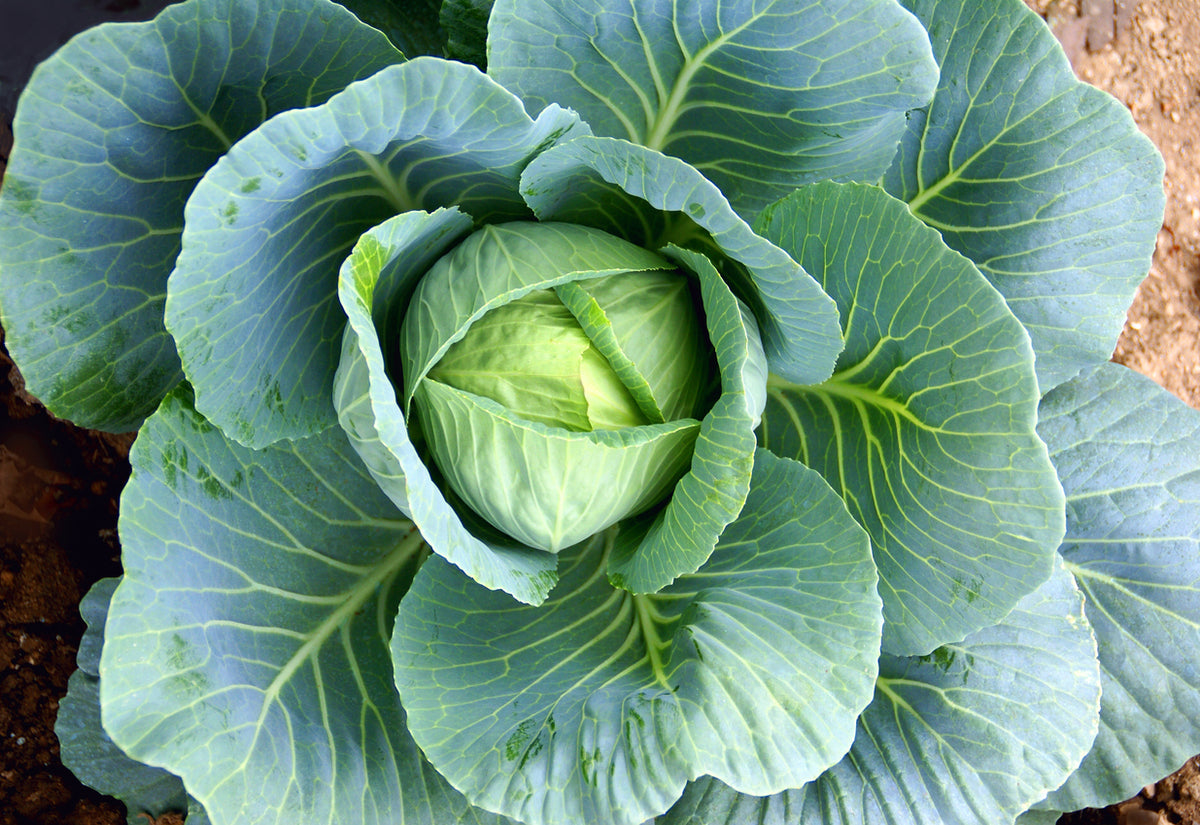 Cabbage – Boondie Seeds