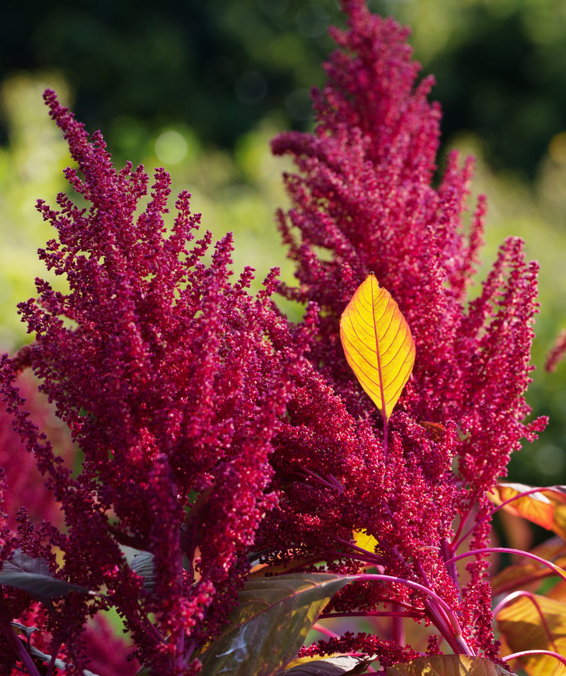 AMARANTH 'Red Garnet' / Red Leaf seeds – Boondie Seeds