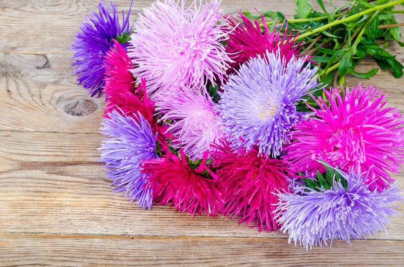 ASTER 'Giant Ray' seeds – Boondie Seeds