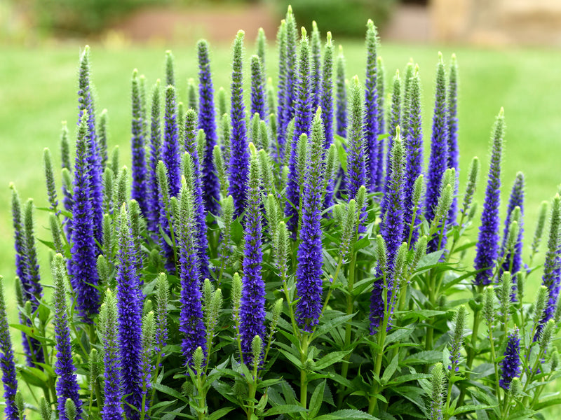 VERONICA 'Blue Shades' / Spiked speedwell seeds – Boondie Seeds
