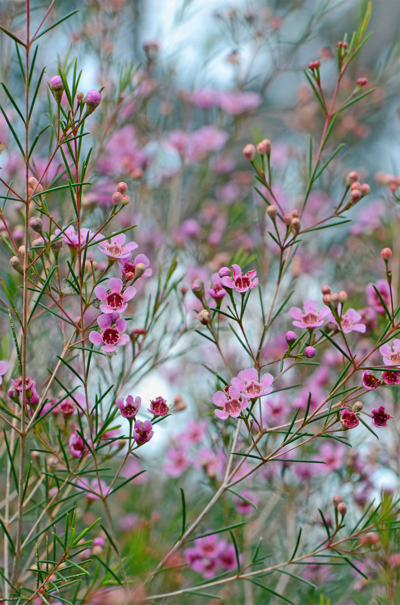 GERALDTON WAX FLOWER / Chamelaucium uncinatum *AUSTRALIAN NATIVE* seed ...