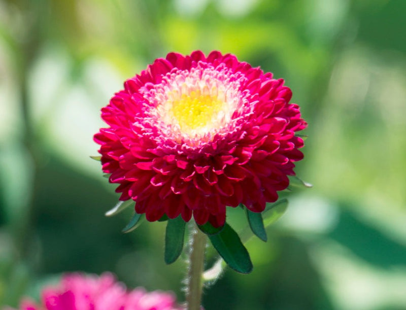 ASTER 'Pompon Gusford Supreme' seeds – Boondie Seeds