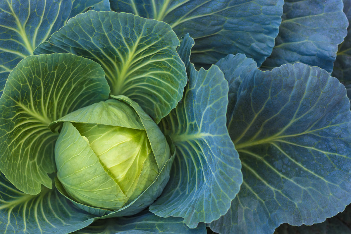 Cabbage – Boondie Seeds