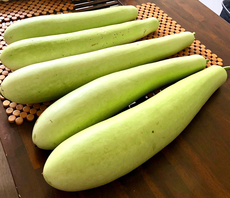 NEW GUINEA BEAN / Doodhi / Italian edible gourd / Lauki / Cucuzza seed ...