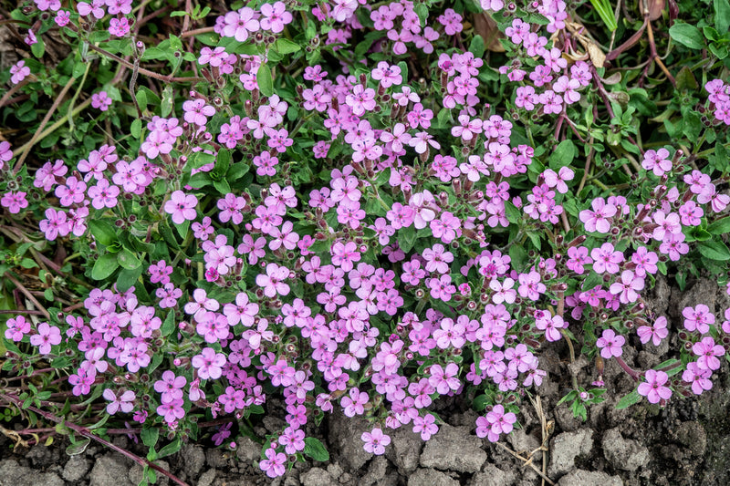 ROCK SOAPWORT 'Rose Pink' / SAPONARIA seeds – Boondie Seeds