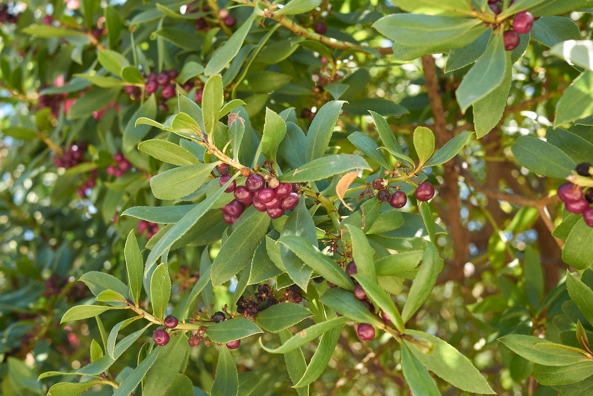 BOOBIALLA / Native juniper /Myoporum insulare *NATIVE BUSH TUCKER* see ...