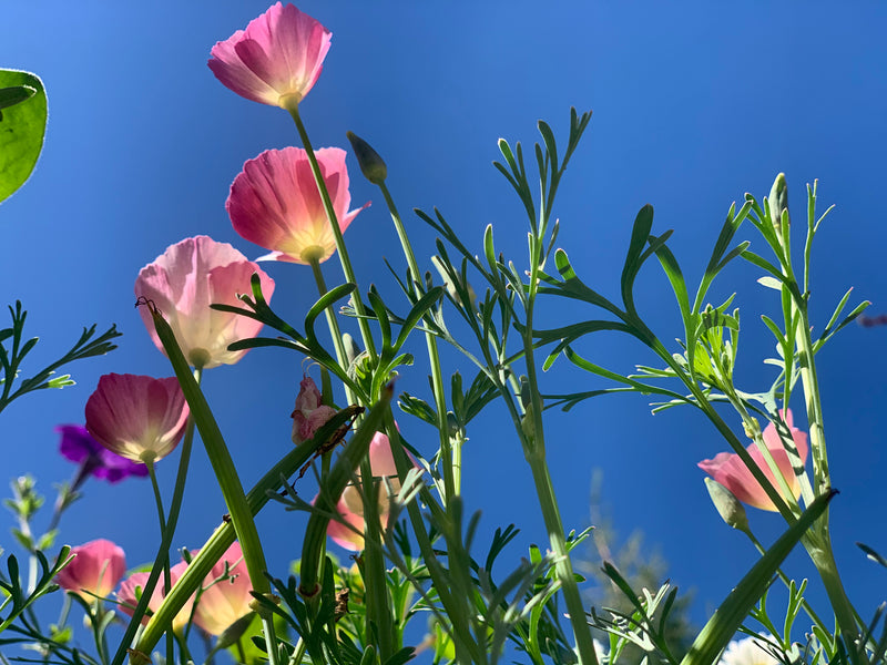 CALIFORNIAN POPPY 'Purple Gleam' seeds – Boondie Seeds