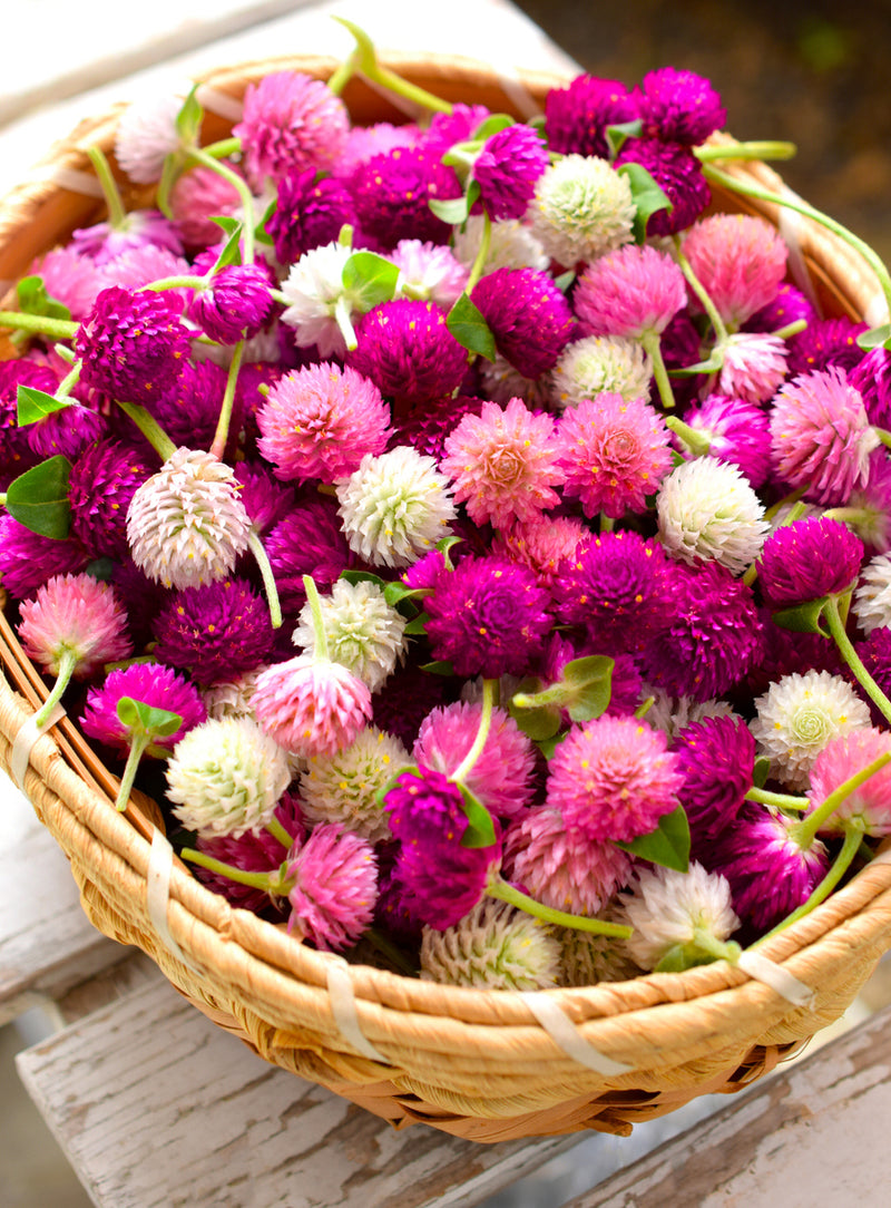 GLOBE AMARANTH / GOMPHRENA 'Tall Mix' *Edible* seeds – Boondie Seeds