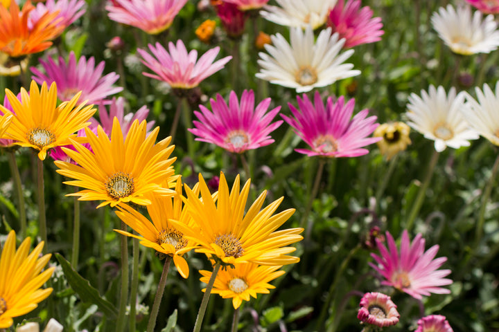 Products – Boondie Seeds