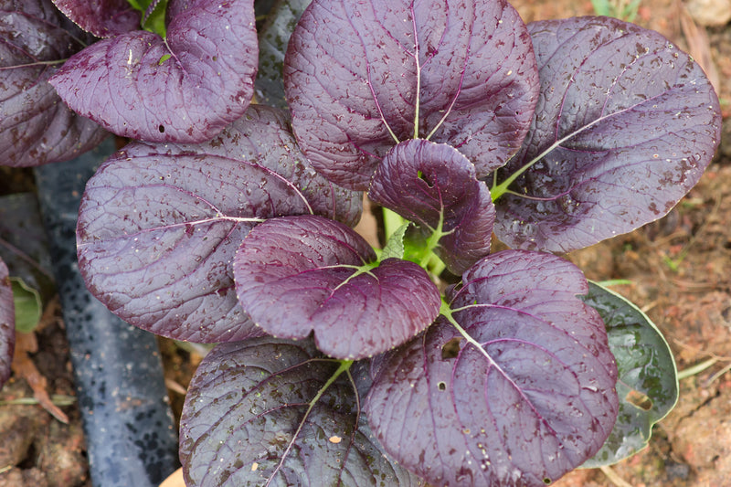 BABY BOK CHOY / PAK CHOI 'PURPLE' seeds – Boondie Seeds