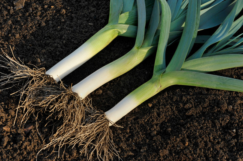 LEEK 'Giant Carentan' seeds *ORGANIC* – Boondie Seeds