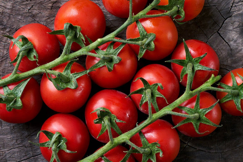 TOMATO Moneymaker seeds – Boondie Seeds